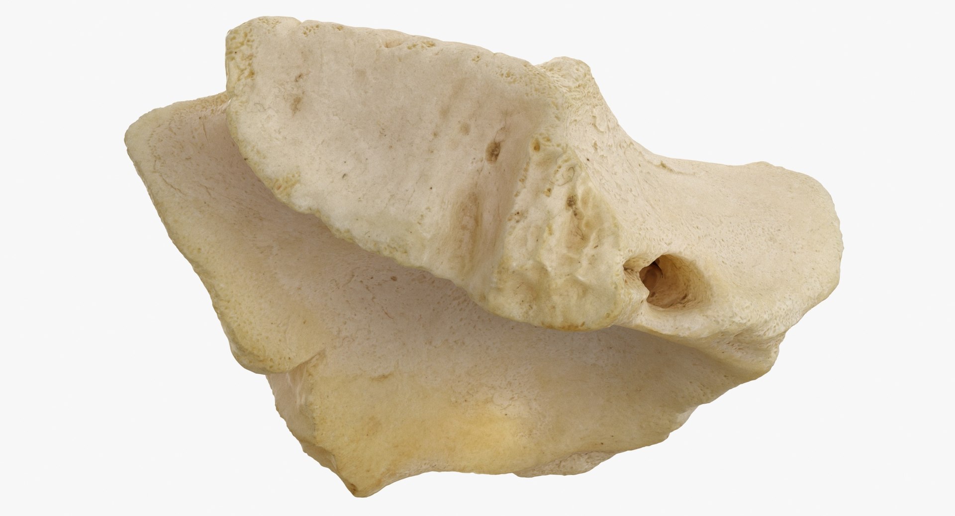 Domestic Calf Bos Primigenius 3D Model - TurboSquid 1578915