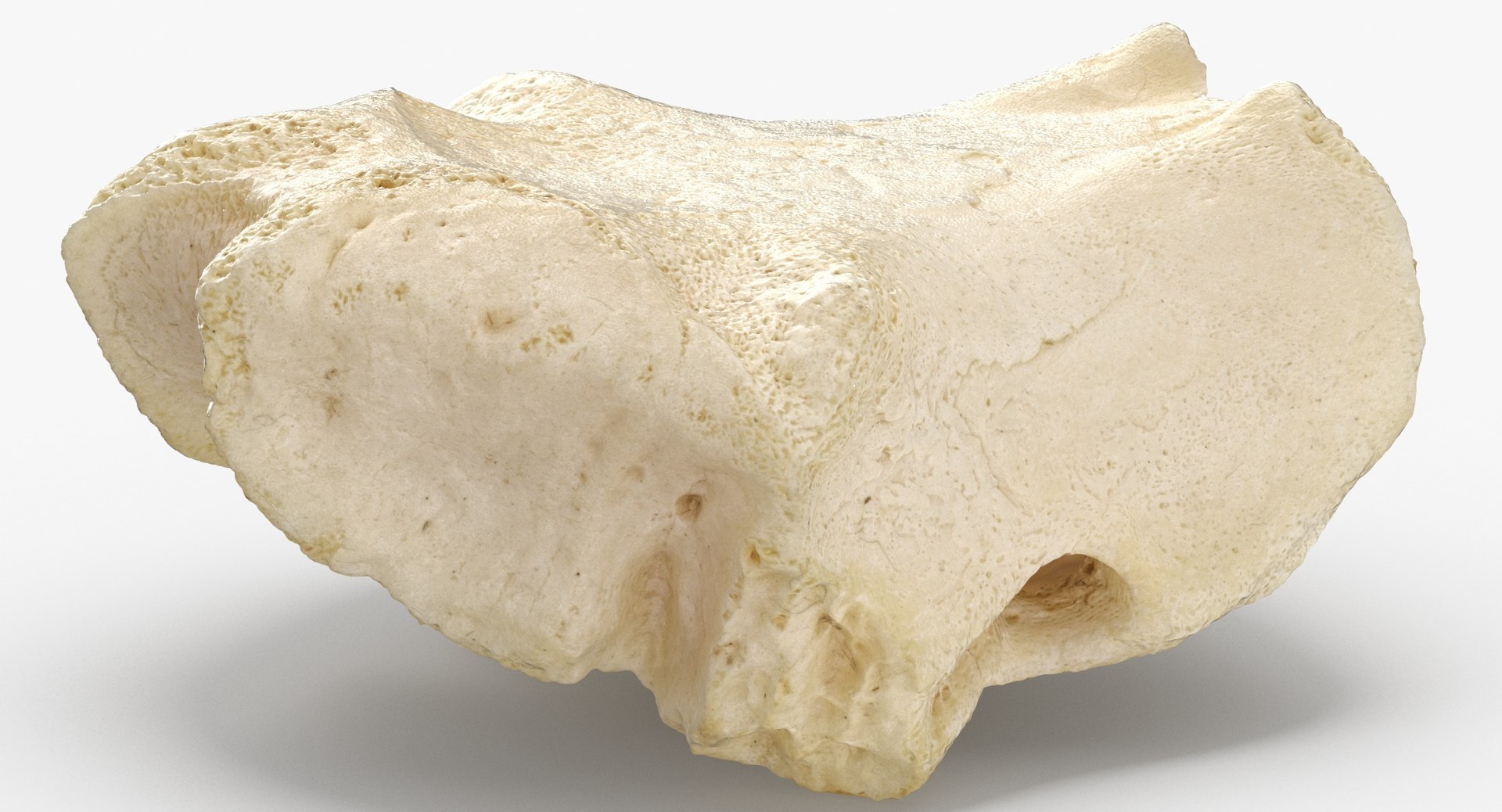 Domestic Calf Bos Primigenius 3D Model - TurboSquid 1578915