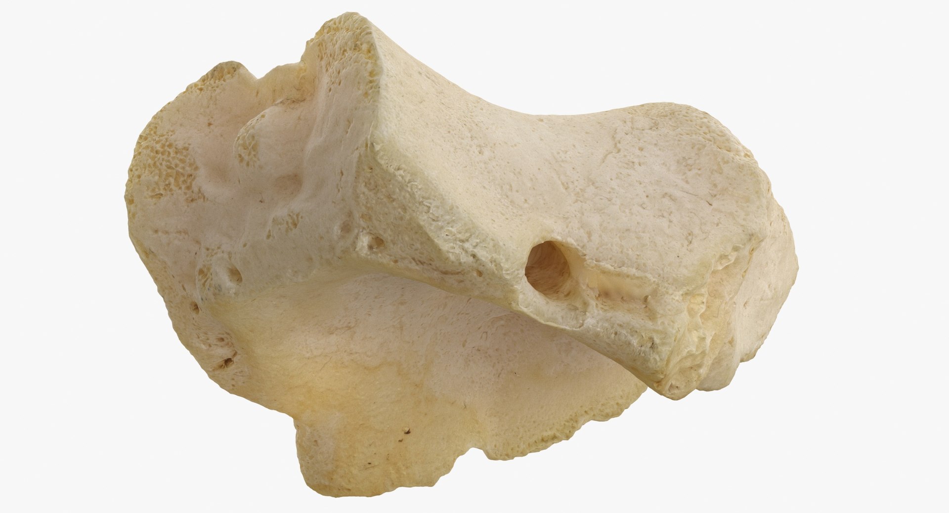 Domestic Calf Bos Primigenius 3D Model - TurboSquid 1578915