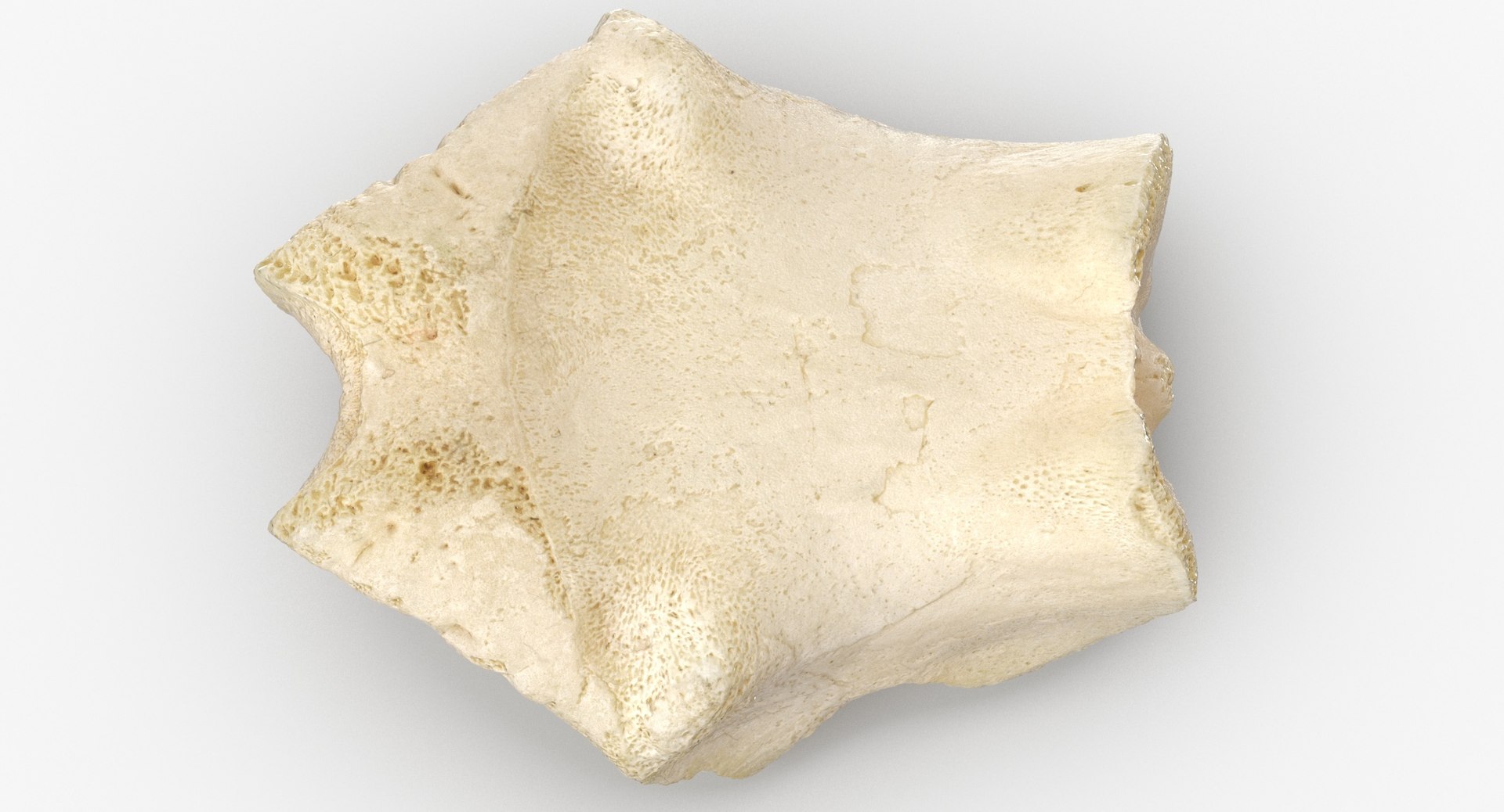 Domestic Calf Bos Primigenius 3D Model - TurboSquid 1578915