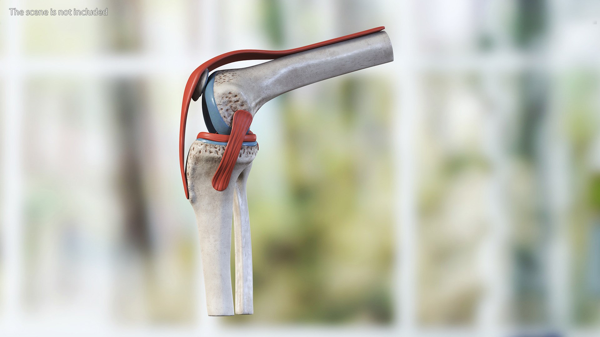 Knee Joint Model Rigged For Cinema 4D 3D Model - TurboSquid 2253927