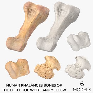 3d bone skeleton model