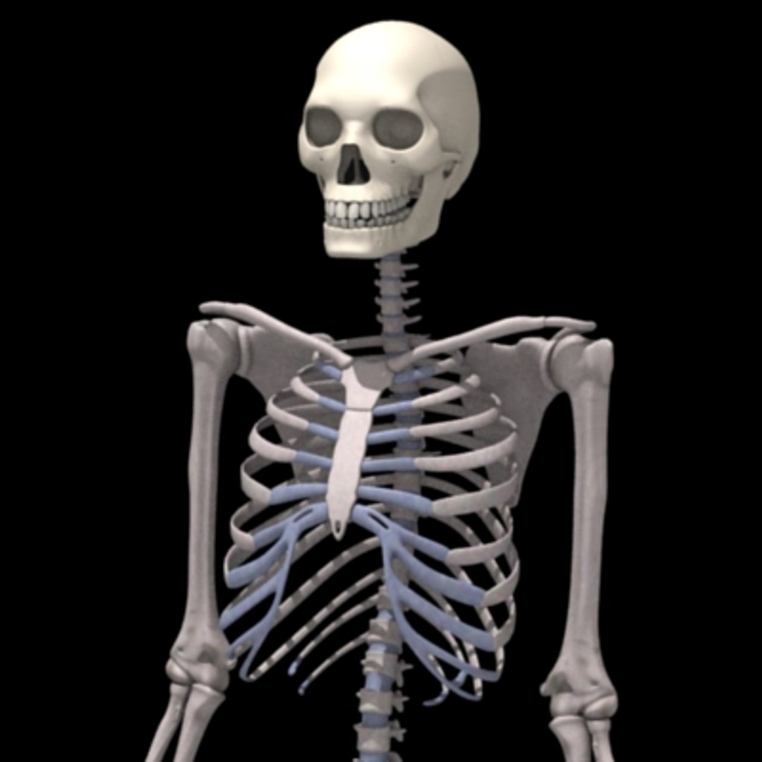 skeleton transformation 3d max