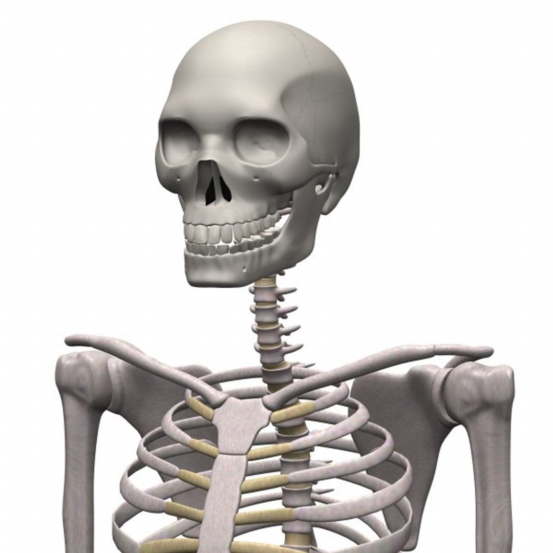 skeleton transformation 3d max