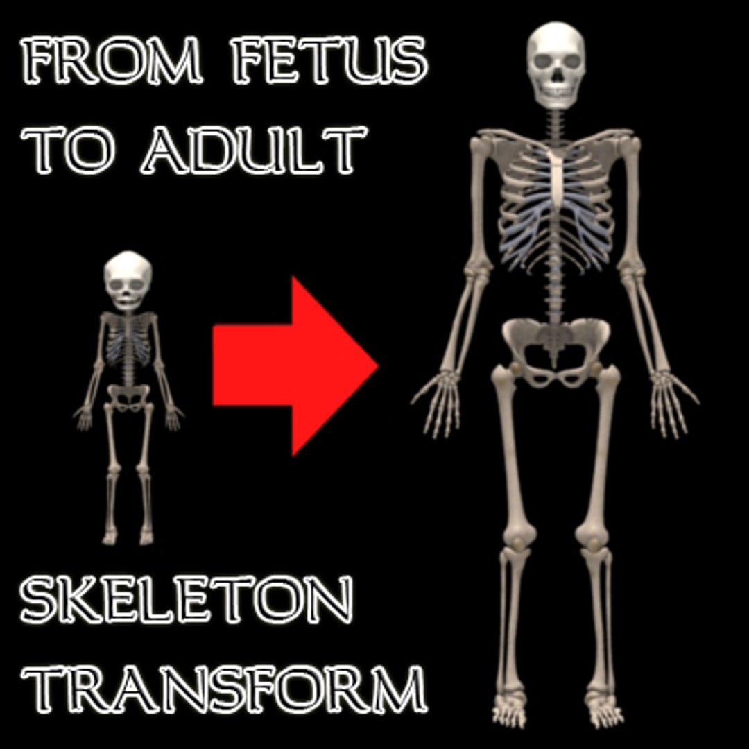 skeleton transformation 3d max