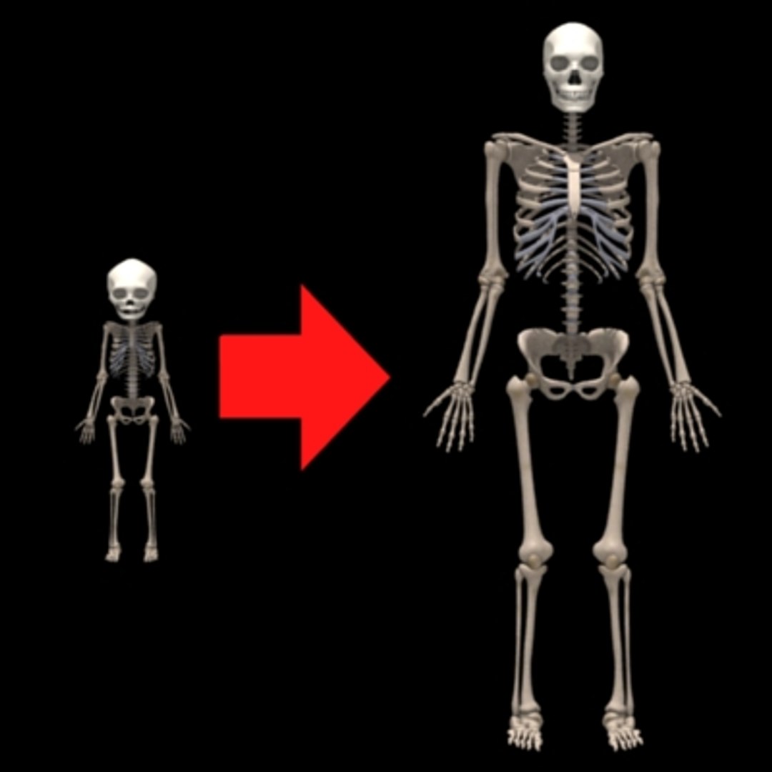 skeleton transformation 3d max