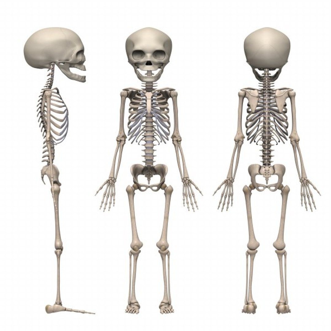 skeleton transformation 3d max