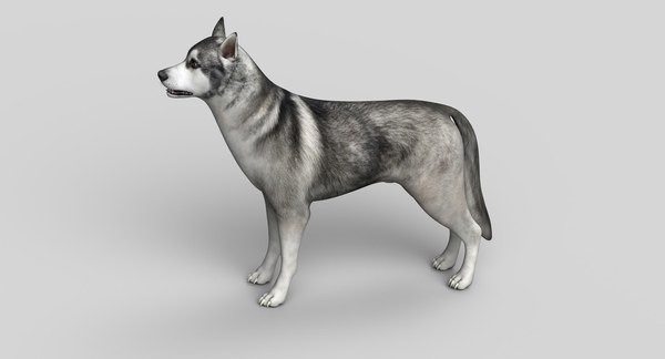 max siberian husky