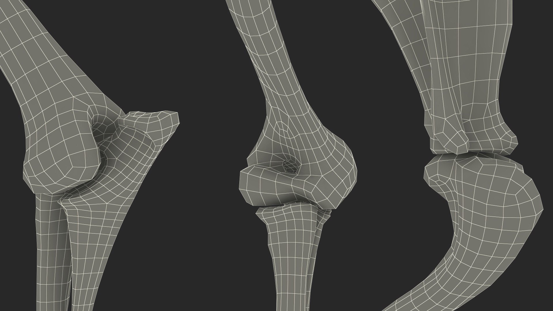 3D Anatomical Skeleton Right Forelimb Of Dog - TurboSquid 2402295