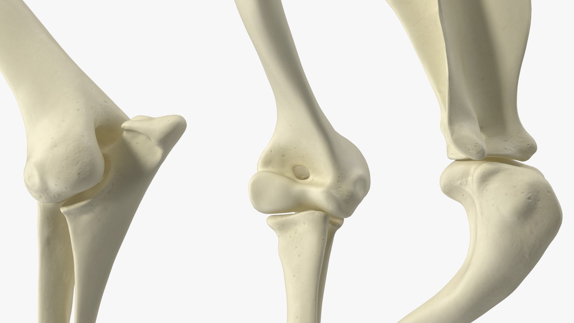 3D Anatomical Skeleton Right Forelimb Of Dog - TurboSquid 2402295