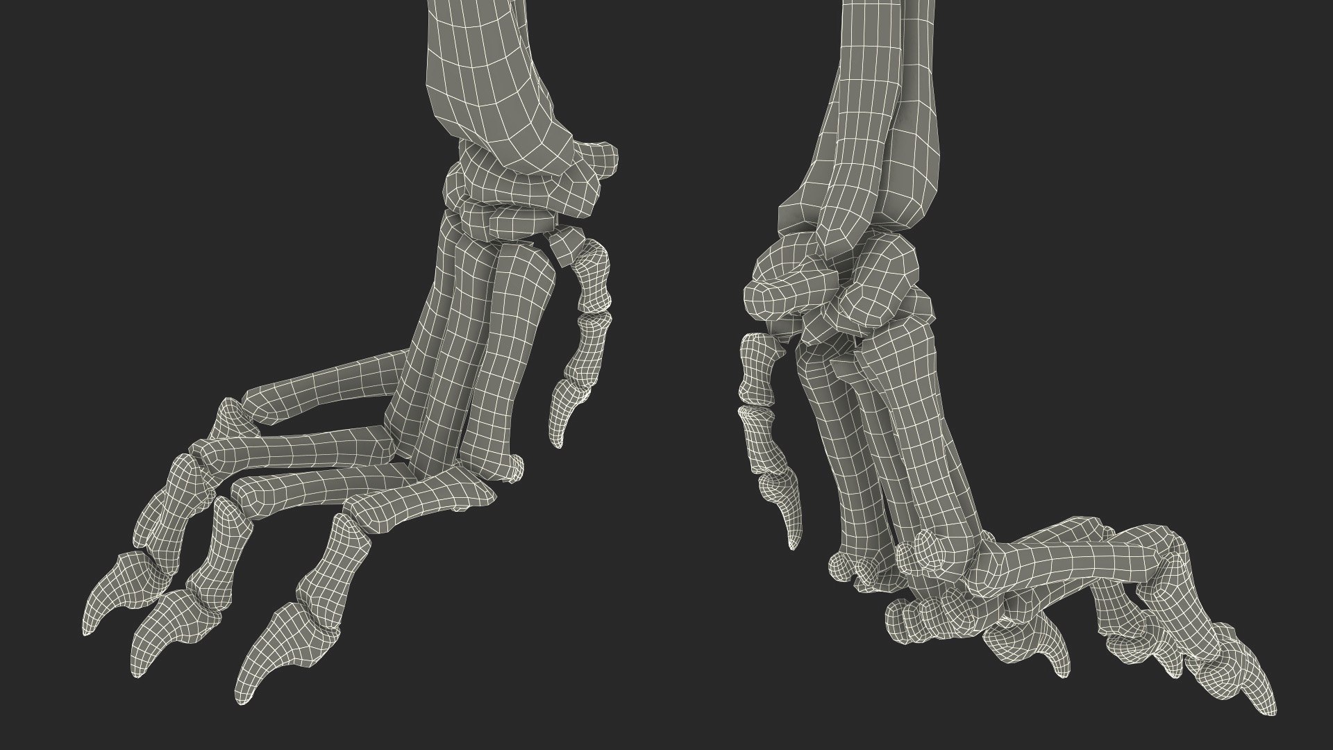 3D Anatomical Skeleton Right Forelimb Of Dog - TurboSquid 2402295