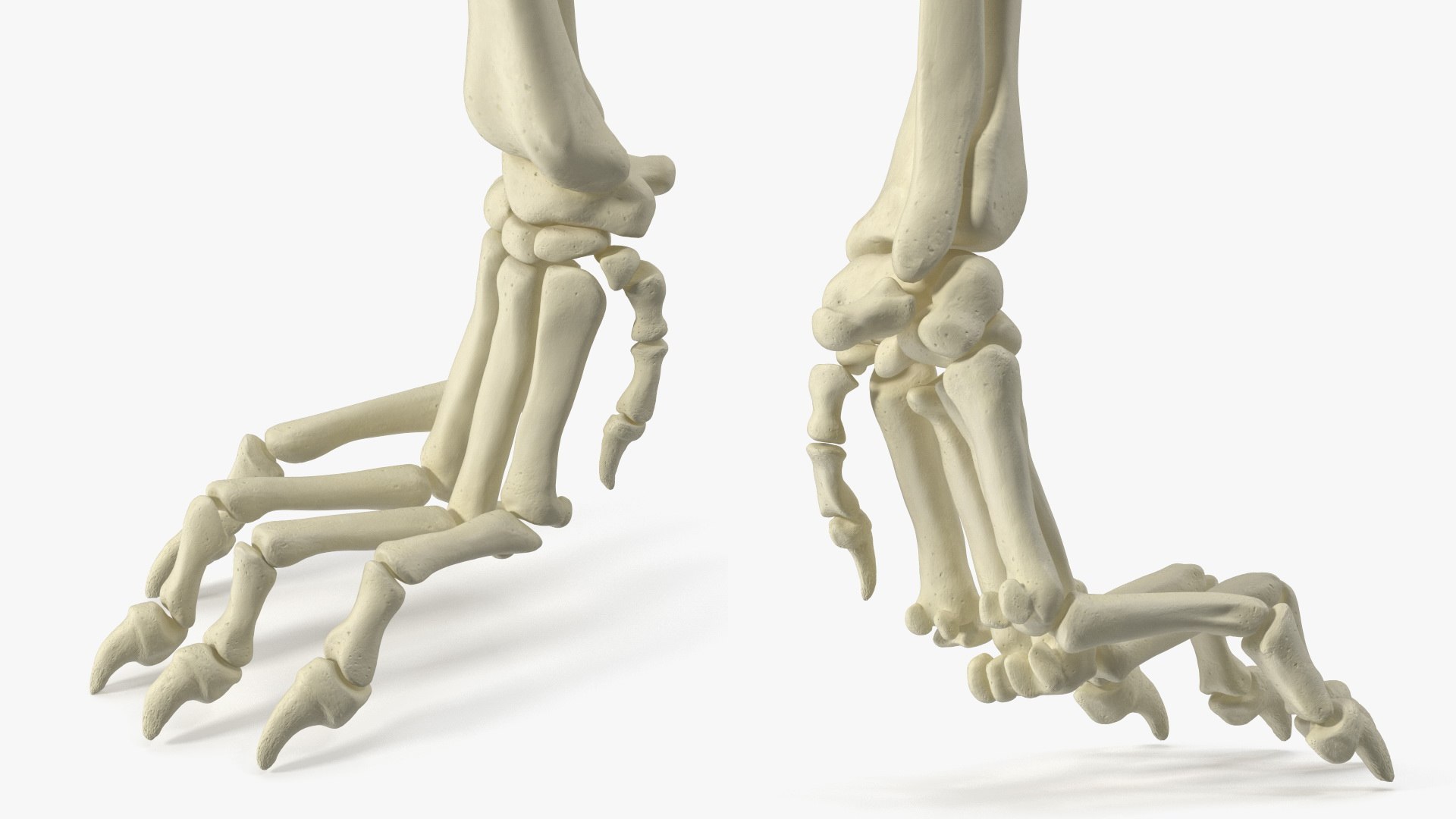 3D Anatomical Skeleton Right Forelimb Of Dog - TurboSquid 2402295