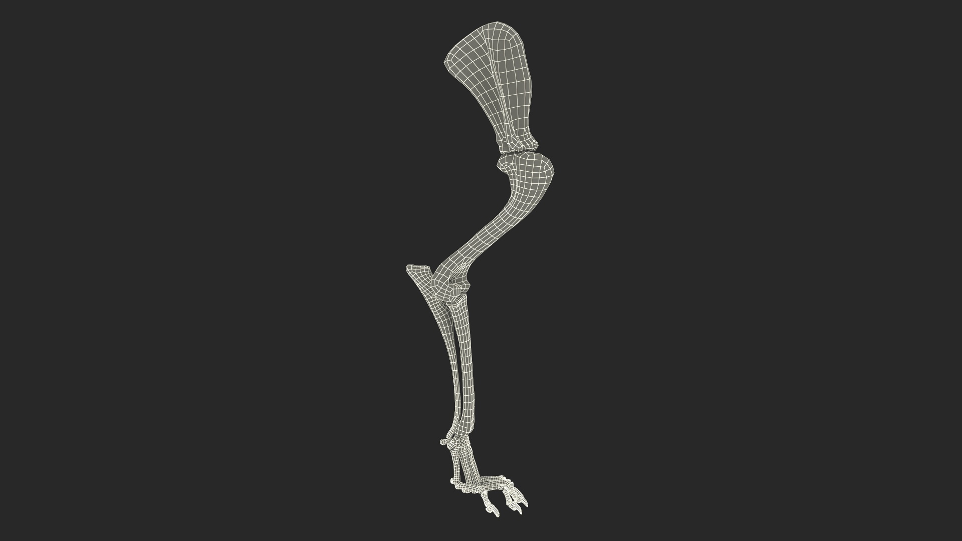 3D Anatomical Skeleton Right Forelimb Of Dog - TurboSquid 2402295