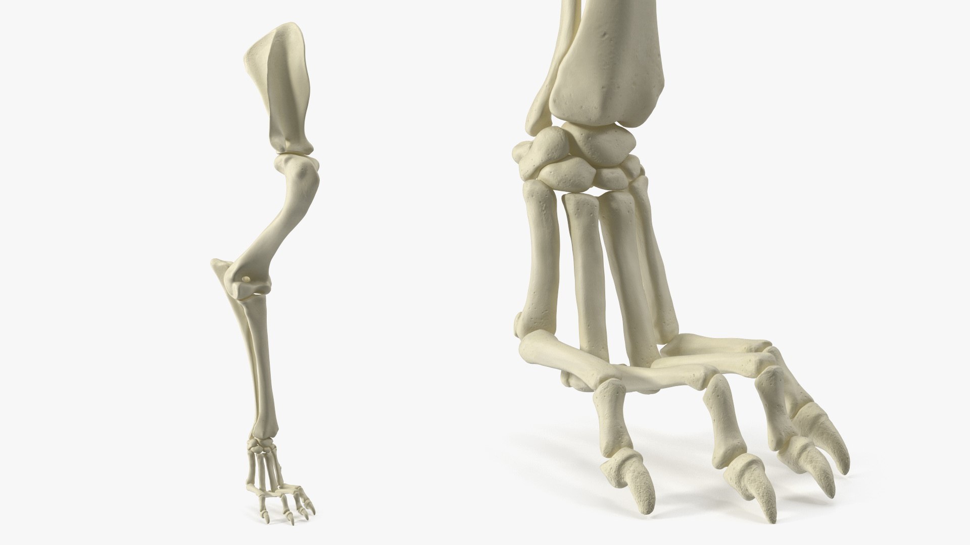 3D Anatomical Skeleton Right Forelimb Of Dog - TurboSquid 2402295
