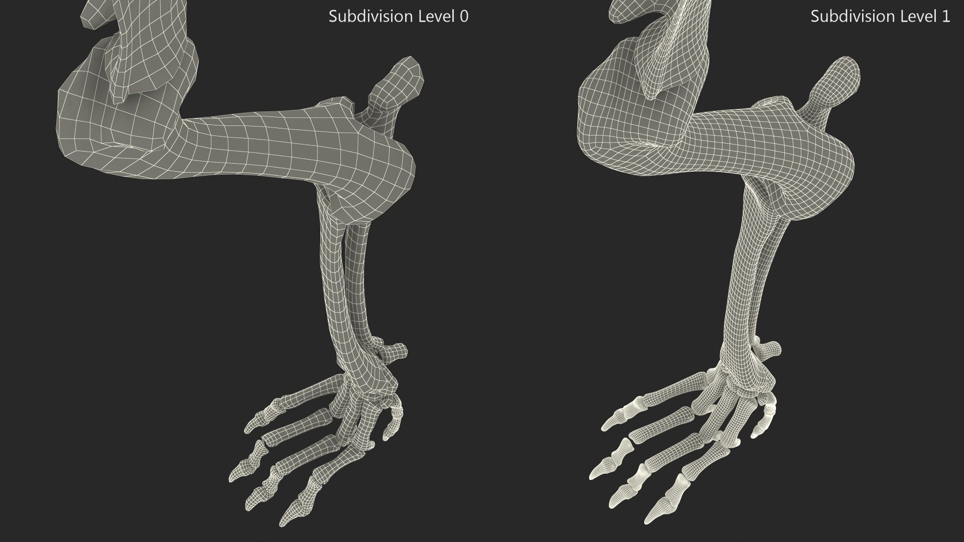 3D Anatomical Skeleton Right Forelimb Of Dog - TurboSquid 2402295