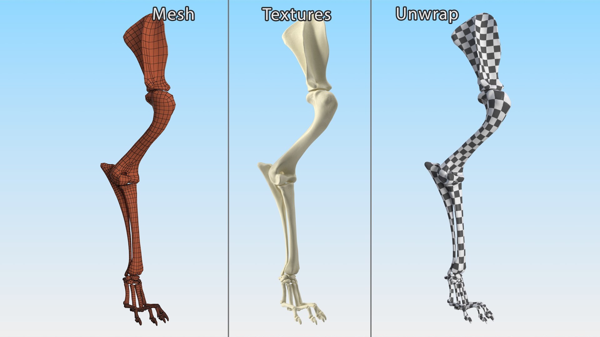 3D Anatomical Skeleton Right Forelimb Of Dog - TurboSquid 2402295