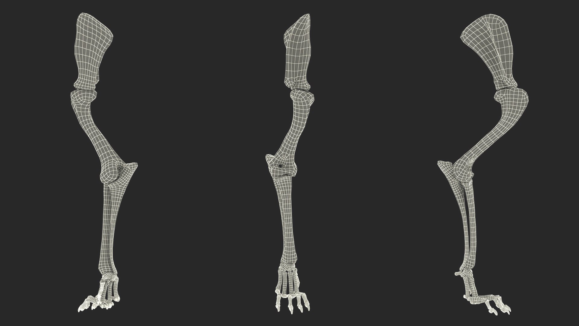 3D Anatomical Skeleton Right Forelimb Of Dog - TurboSquid 2402295