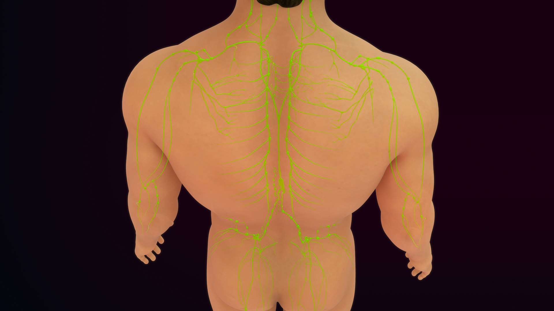 Natural body with Lymph nodes 3D model - TurboSquid 1876476