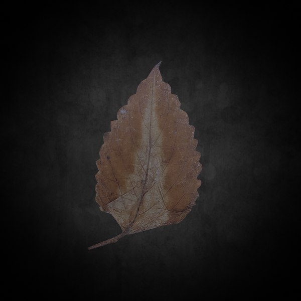 Low Poly Leaf 022 3D - TurboSquid 1852140