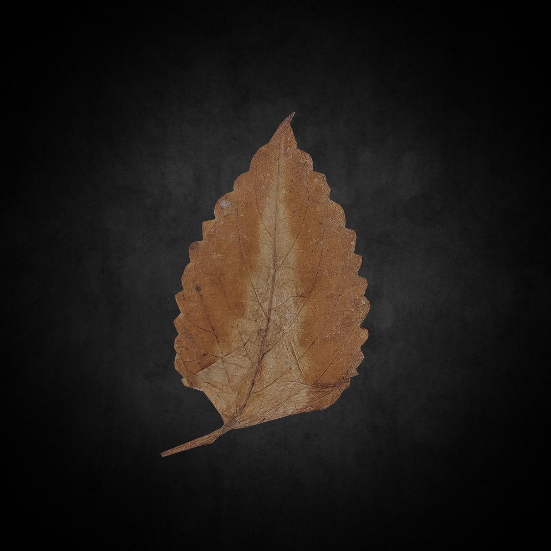 Low Poly Leaf 022 3D - TurboSquid 1852140