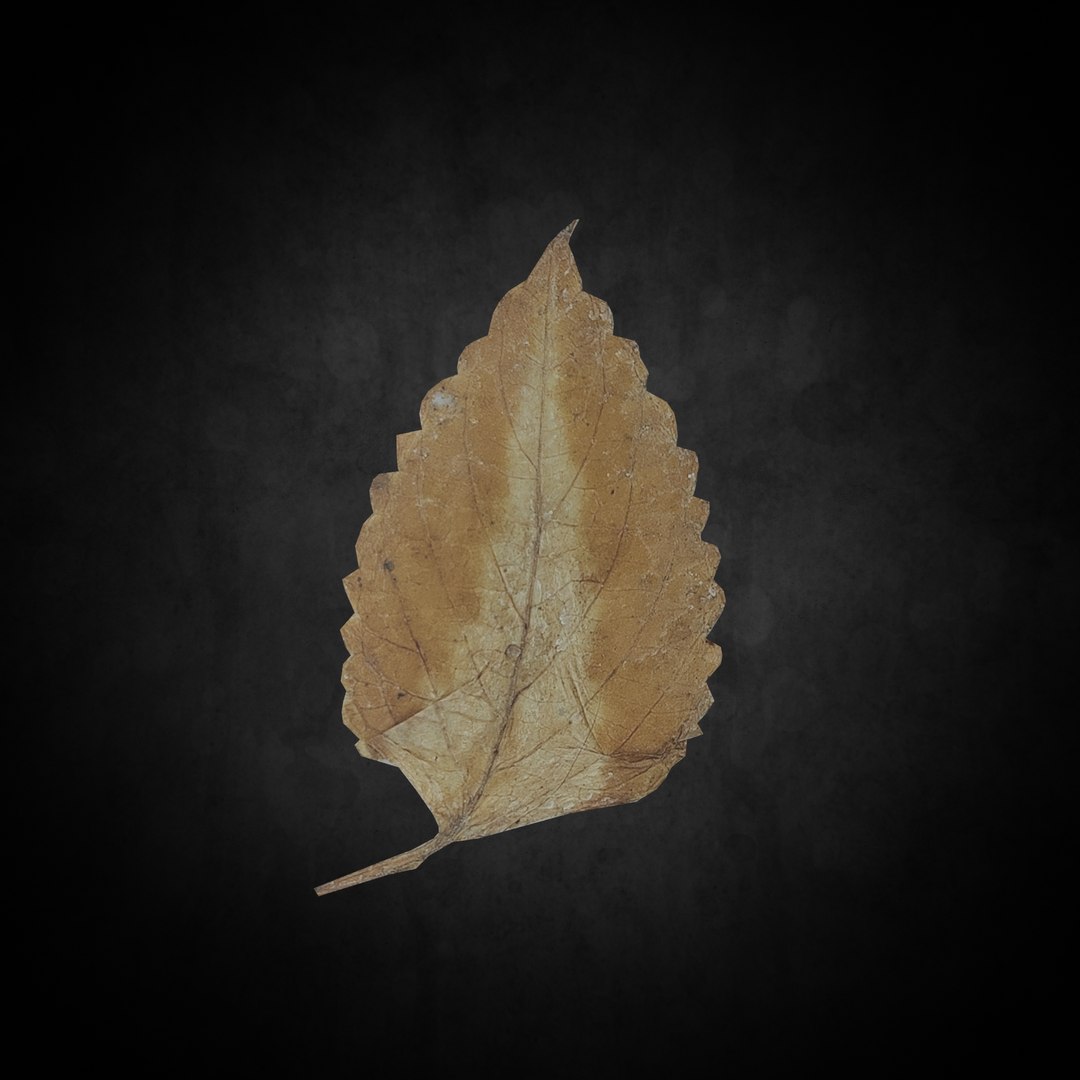 Low Poly Leaf 022 3D - TurboSquid 1852140