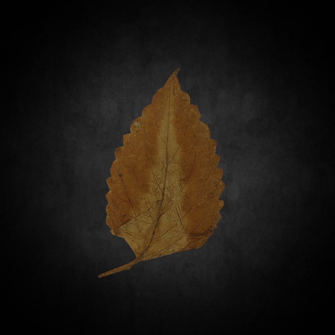 Low Poly Leaf 022 3D - TurboSquid 1852140
