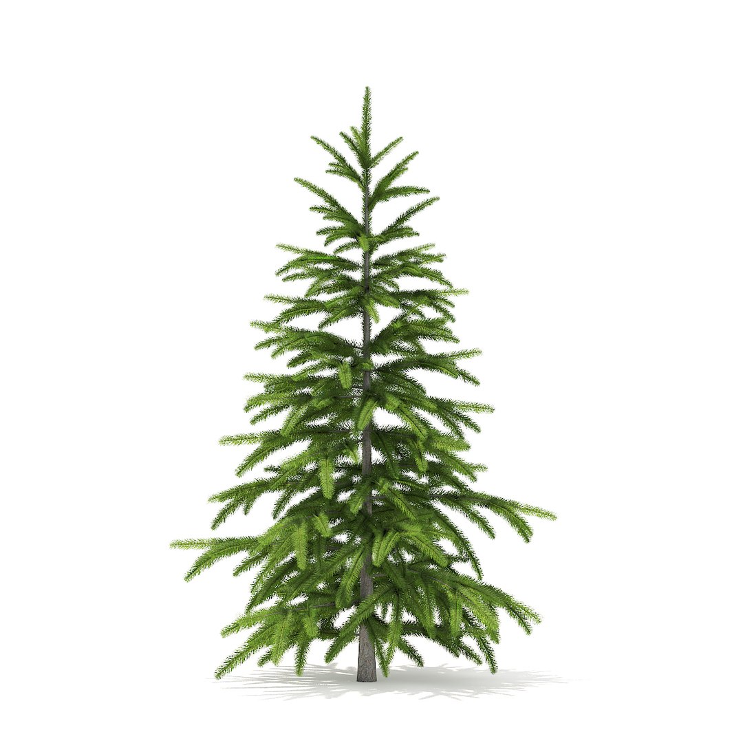 3D Fir Tree 1 2m Model - TurboSquid 1273666