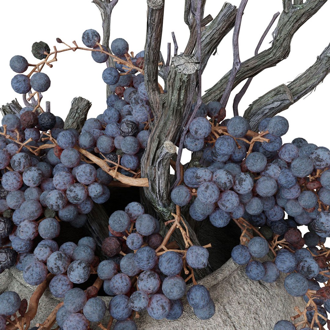 Decor Dry Grape Ceramic 3D Model - TurboSquid 1354728