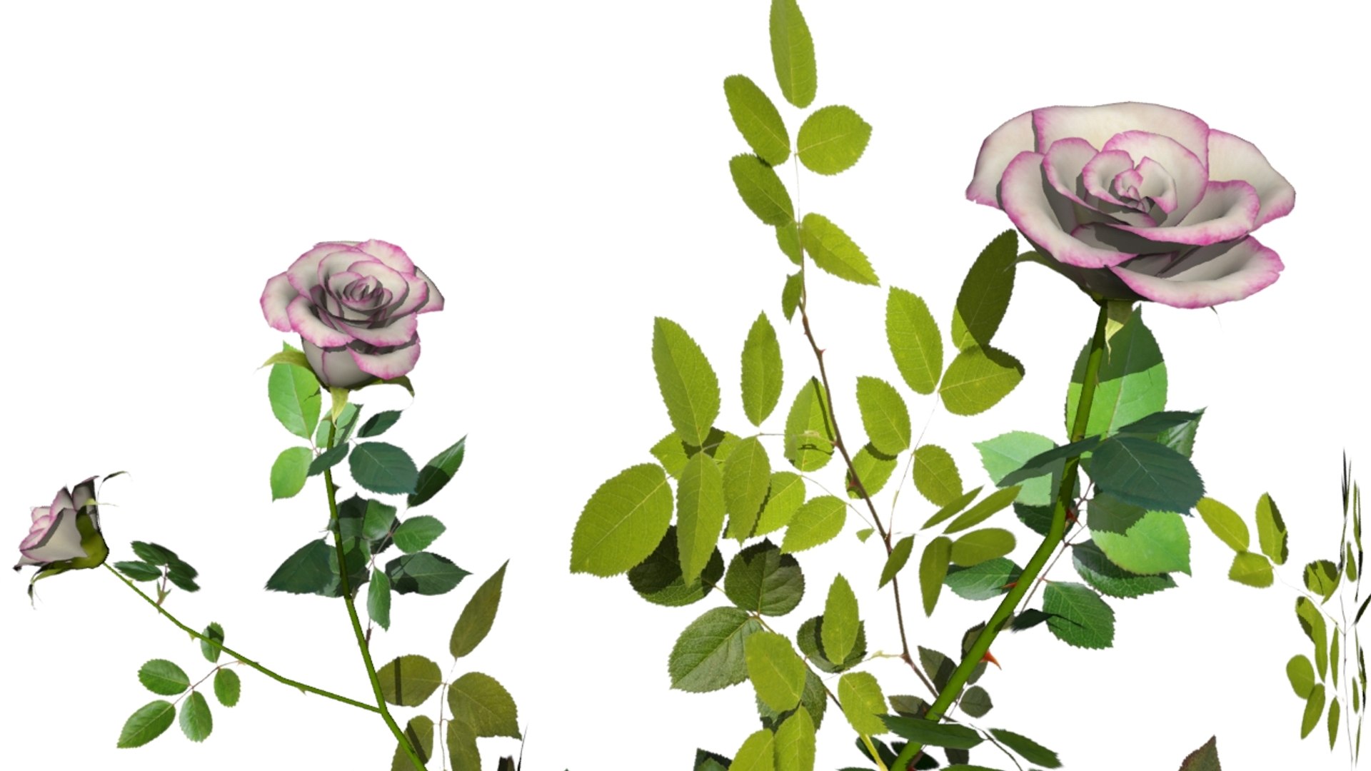 3D Bushes Roses Model - TurboSquid 1372758