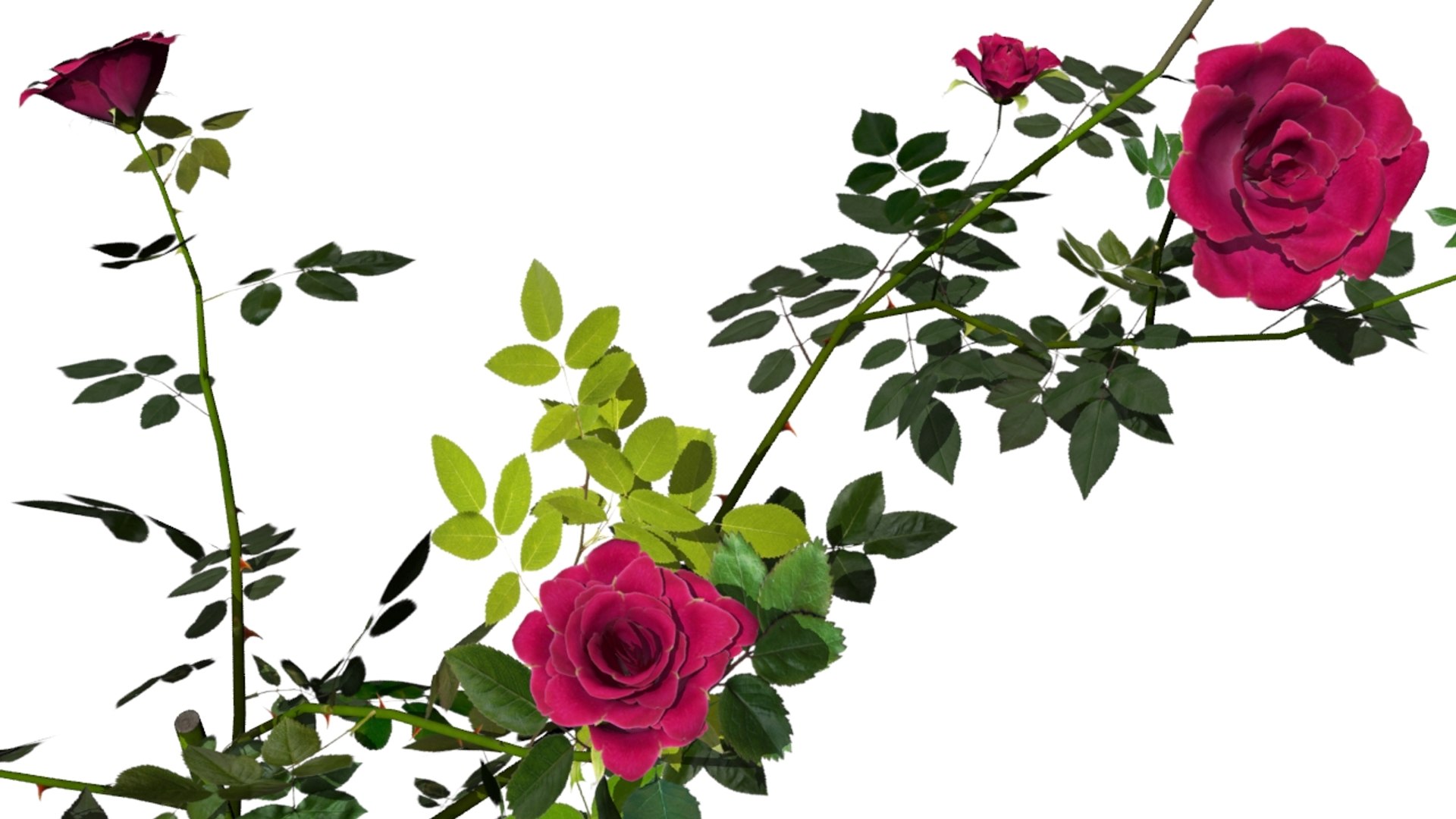 3D Bushes Roses Model - TurboSquid 1372758