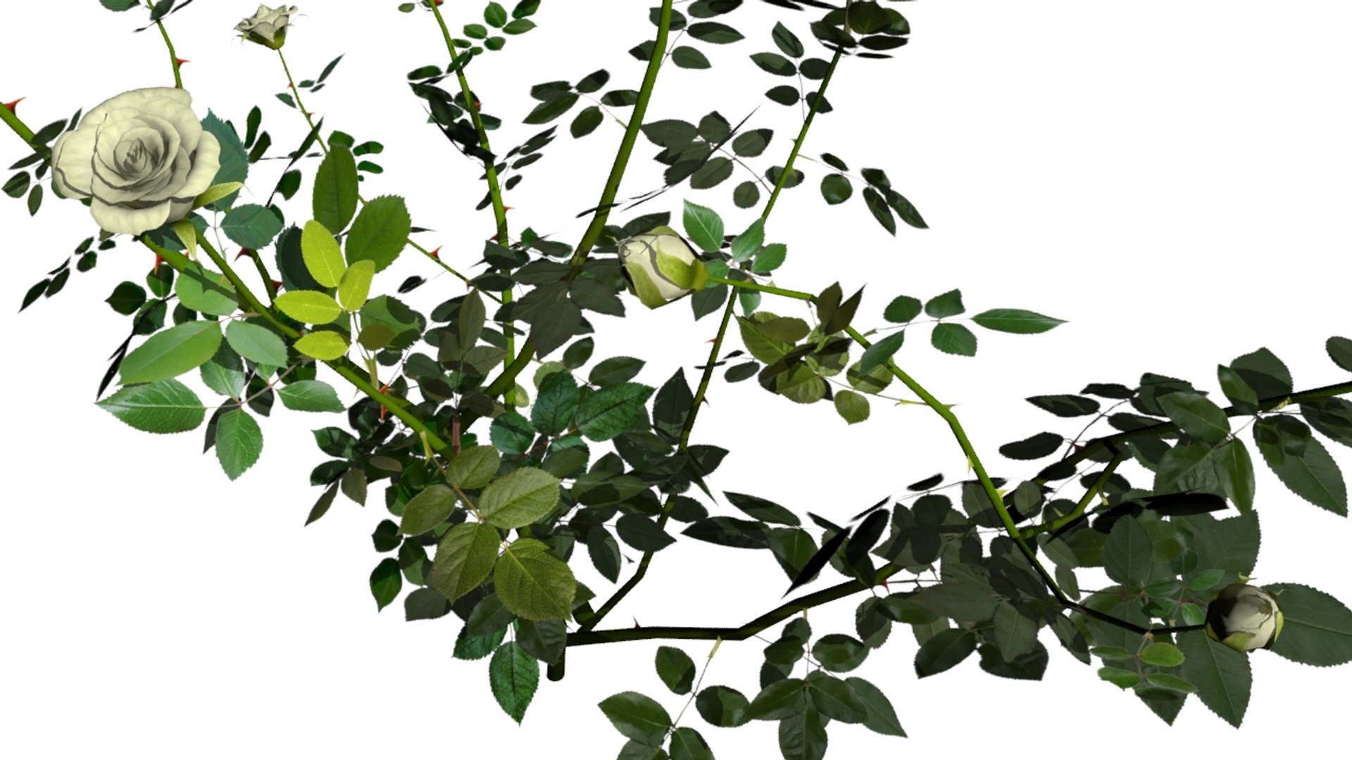 3D Bushes Roses Model - TurboSquid 1372758