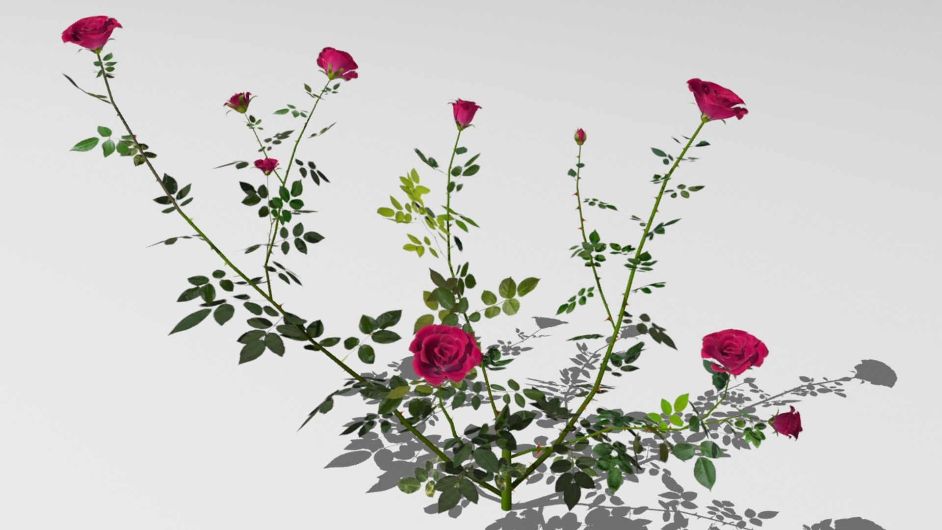 3D Bushes Roses Model - TurboSquid 1372758