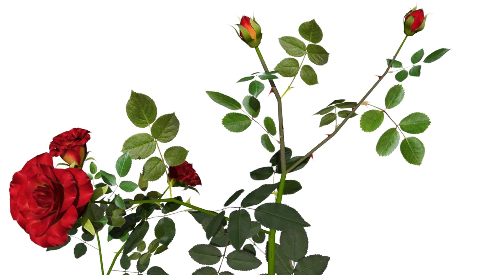 3D Bushes Roses Model - TurboSquid 1372758