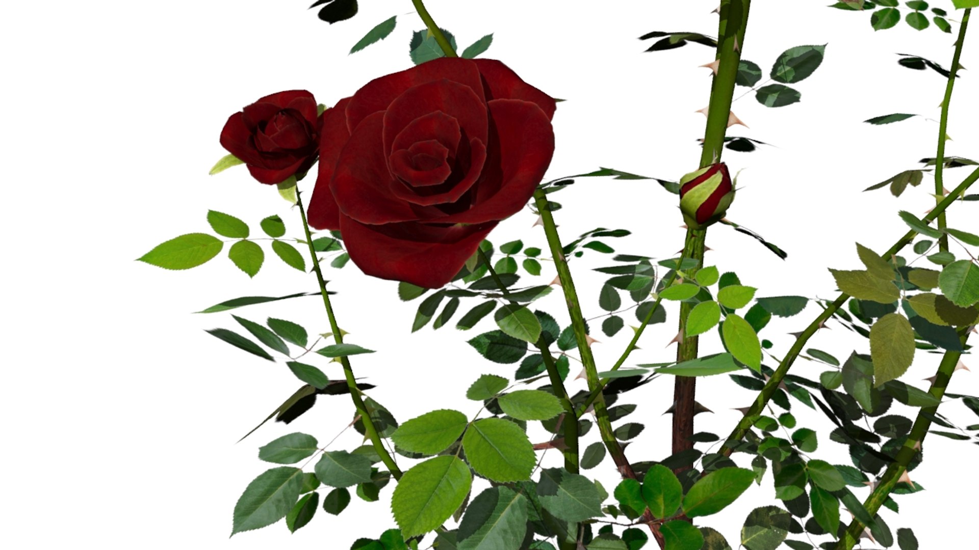 3D Bushes Roses Model - TurboSquid 1372758
