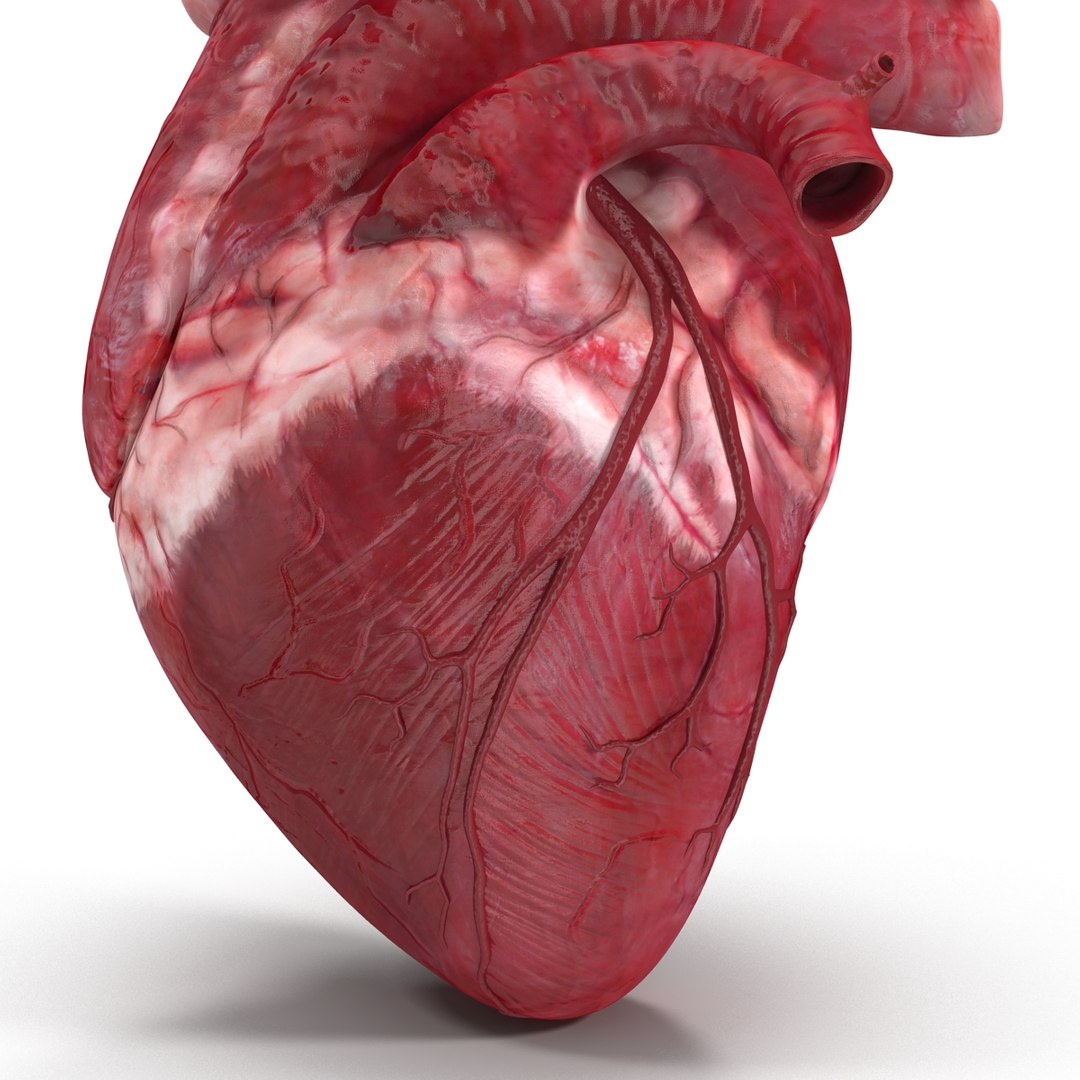 Human Heart C4d
