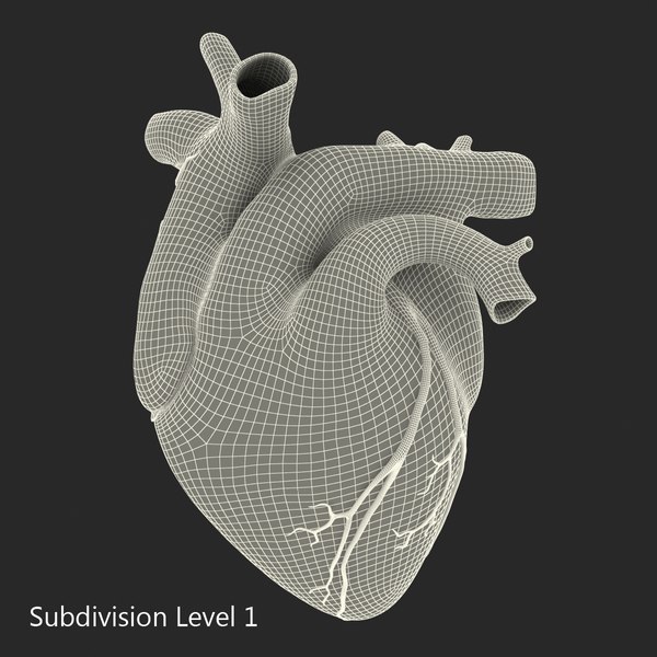 human heart c4d