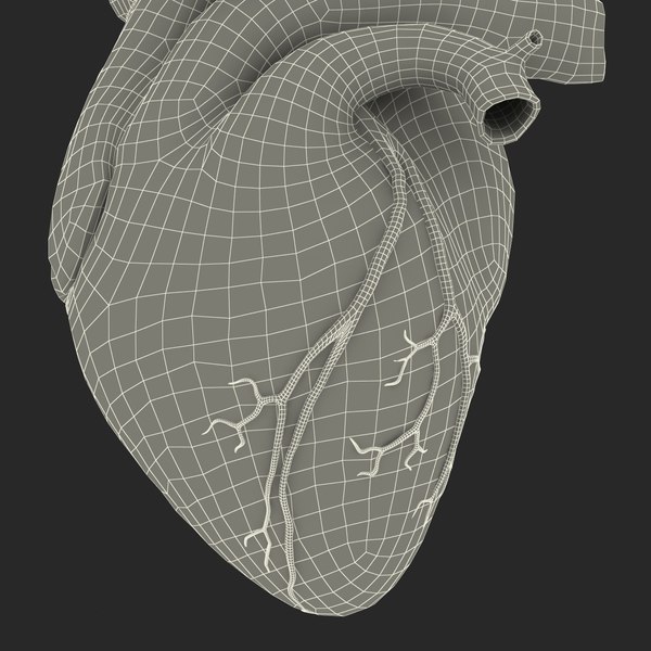 human heart c4d