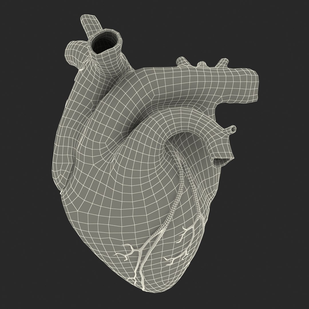 human heart c4d