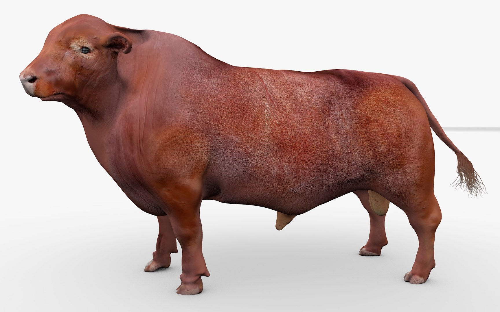 3D RED ANGUS Rigged L2052 model - TurboSquid 2153480