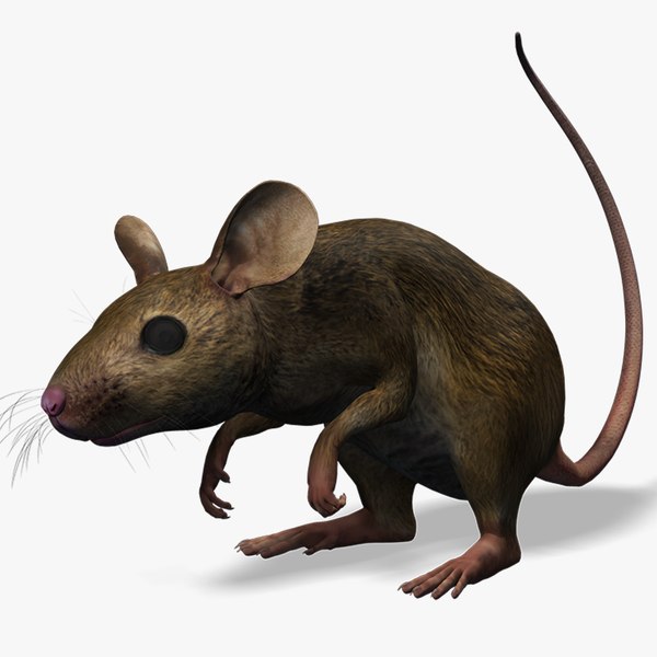 Modelos 3D realistas de rato rato necrófagos da cidade manipulados ...