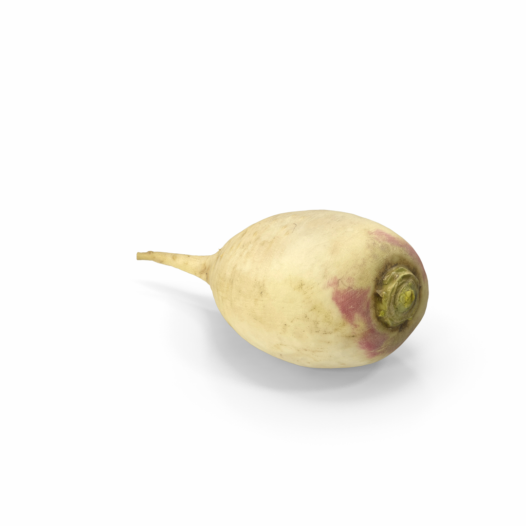 modèle 3D de Radis blanc - TurboSquid 2401777