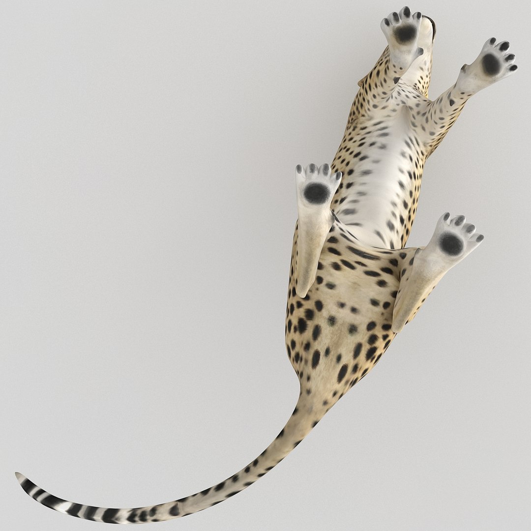 Cheetah Pose Ds