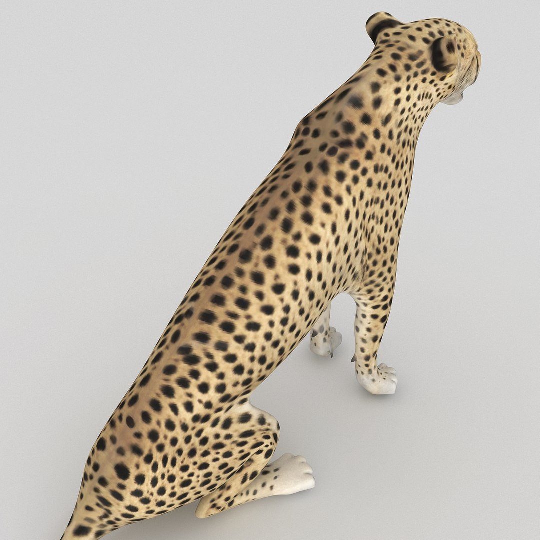 Cheetah Pose Ds