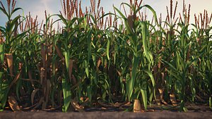 Corn Field 3D Models for Download | TurboSquid