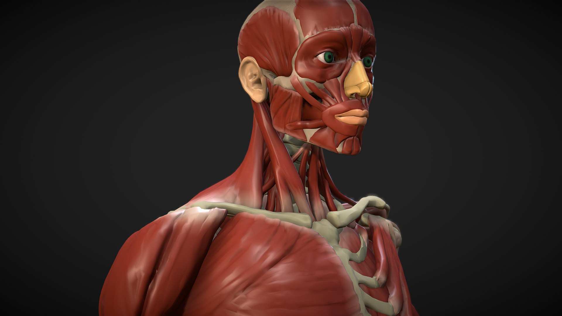 modelo 3d Ecorche - Anatomy study - TurboSquid 2105495