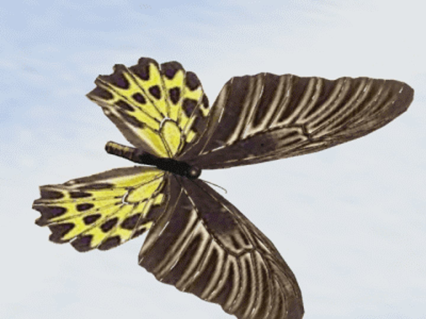 bird wing butterfly flapping 3d model