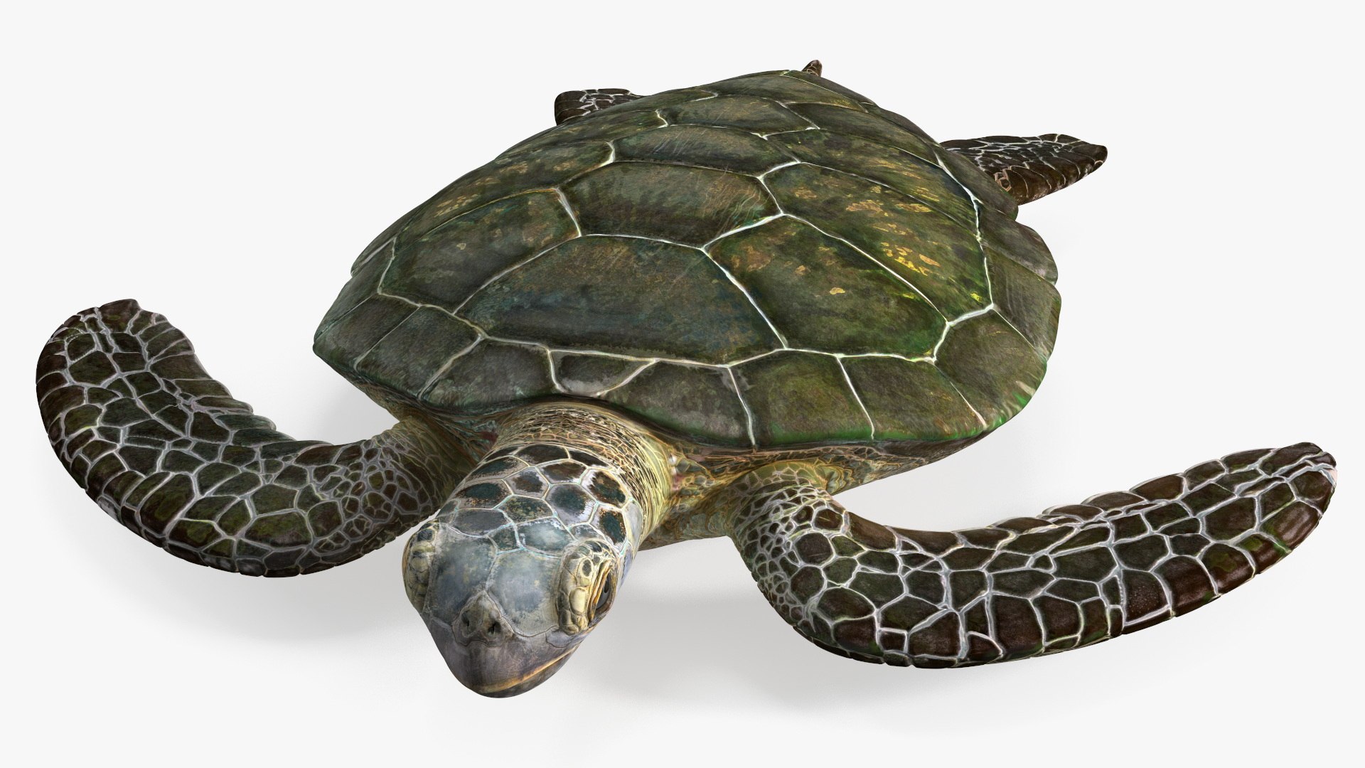 3D Realistic Sea Turtle Rigged For Cinema 4D Model - TurboSquid 2225864