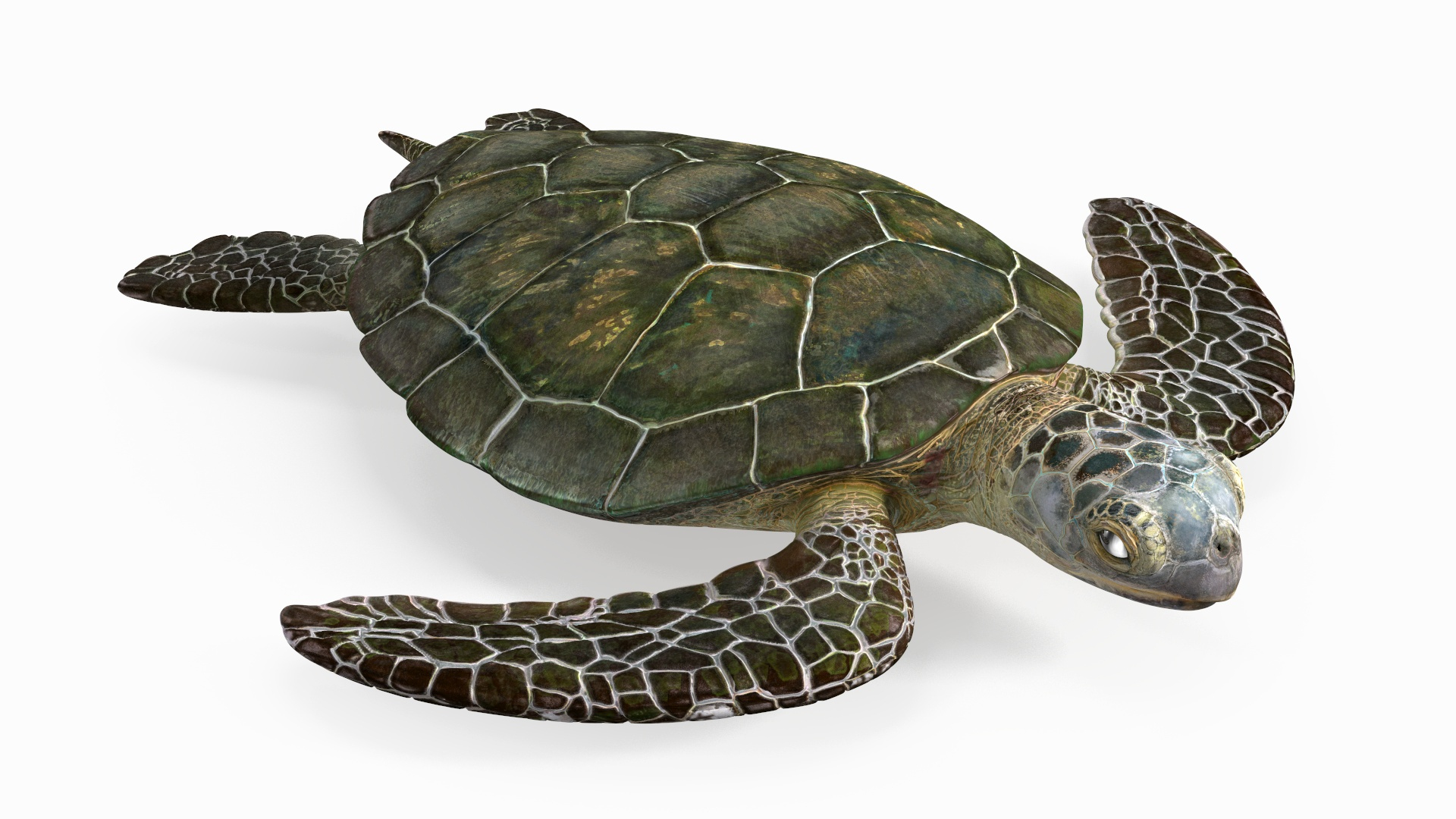 3D Realistic Sea Turtle Rigged For Cinema 4D Model - TurboSquid 2225864