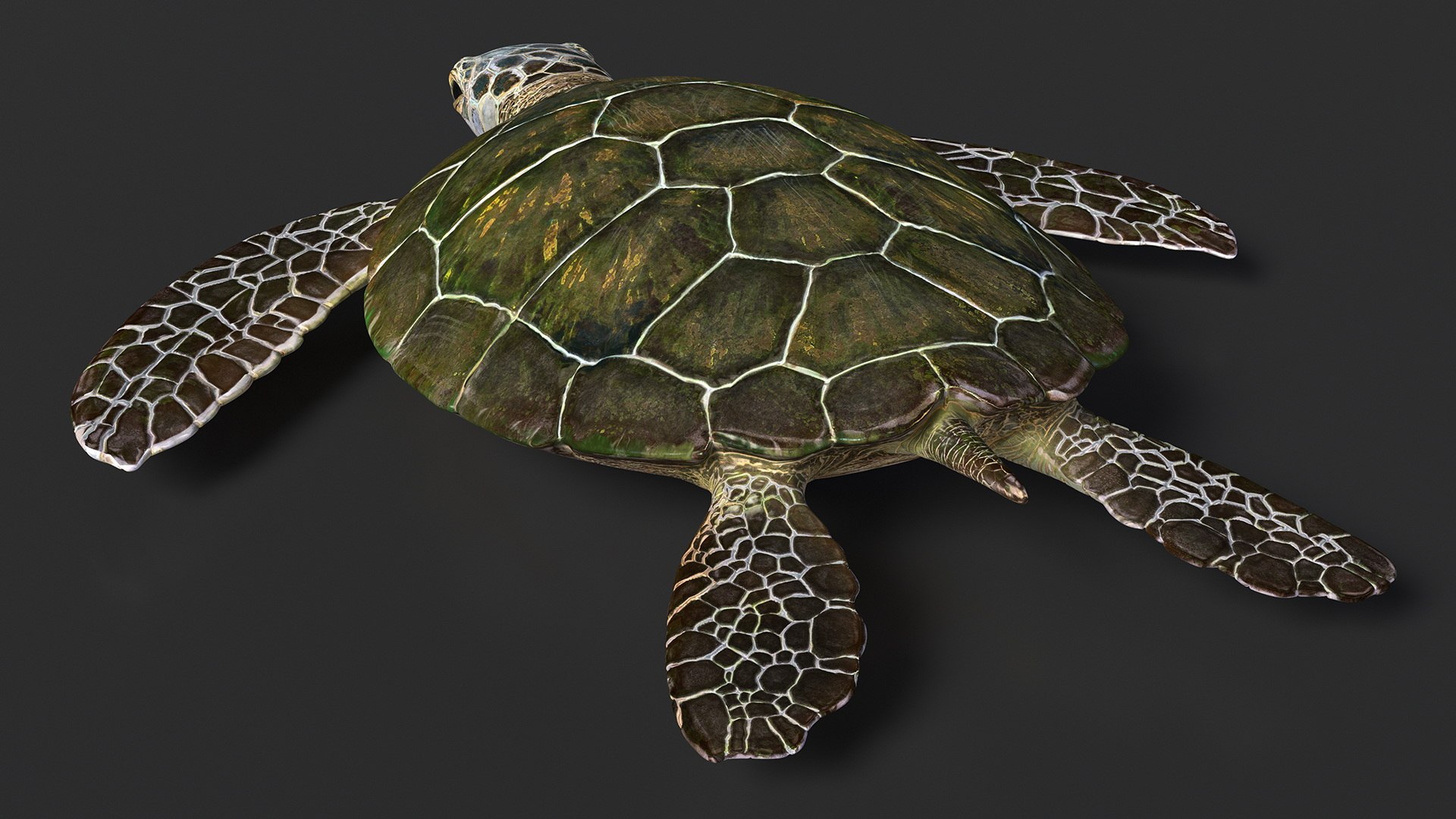 3D Realistic Sea Turtle Rigged For Cinema 4D Model - TurboSquid 2225864