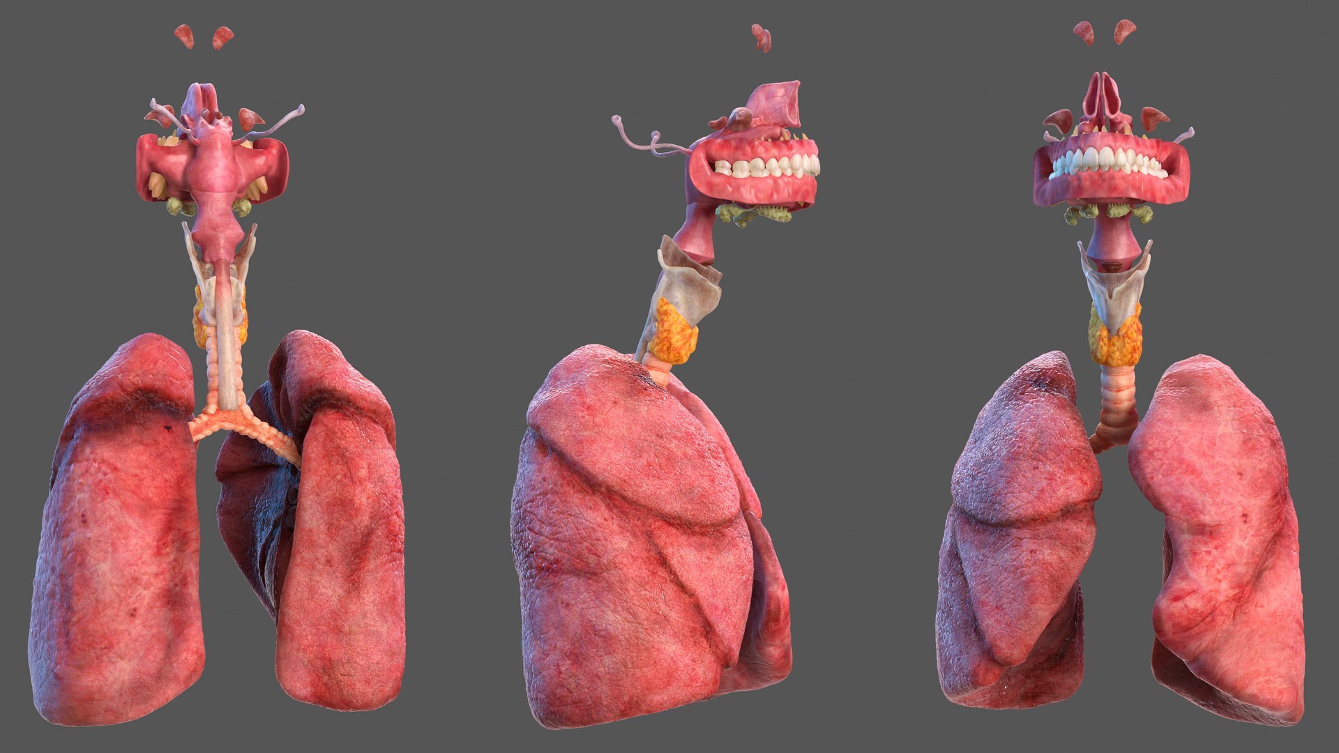 3D Human Respiratory - TurboSquid 1469281